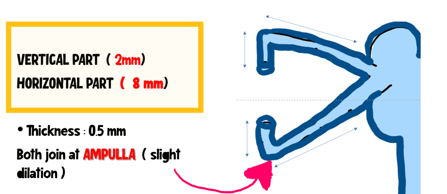 Anatomy of Lacrimal Apparatus Made Insanely Easy - INSIGHT OPHTHALMOLOGY