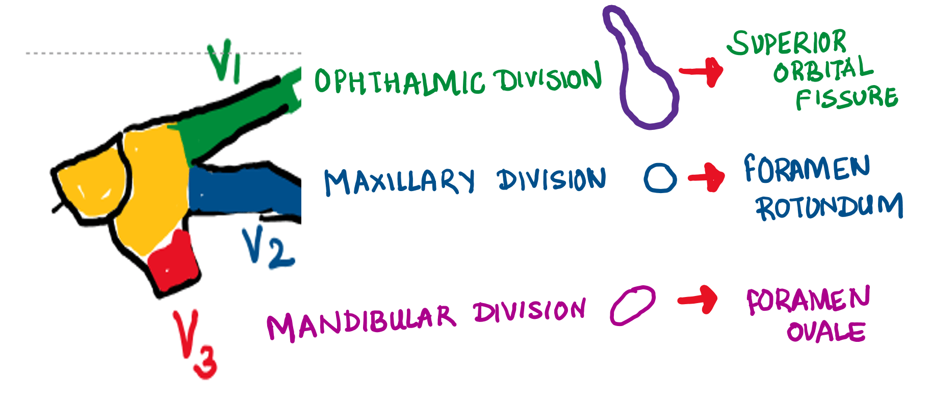 Nerve Supply to the Lacrimal Gland Made Extremely Easy! - INSIGHT ...