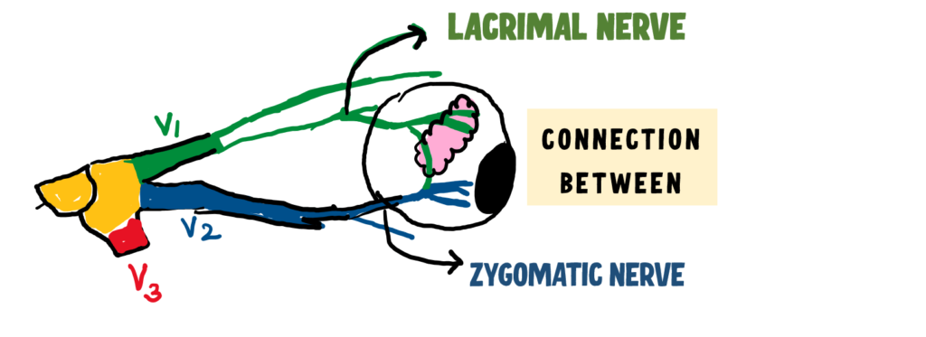 Nerve Supply to the Lacrimal Gland Made Extremely Easy! - INSIGHT ...