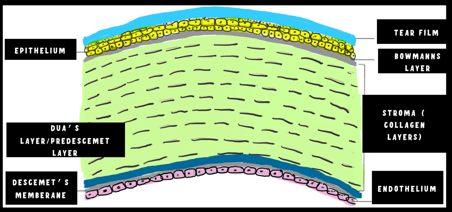 Anatomy of Cornea: Comprehensive yet Simple - INSIGHT OPHTHALMOLOGY