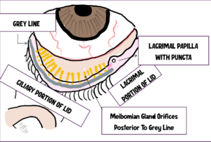 Anatomy of Eyelid Made Easy - INSIGHT OPHTHALMOLOGY