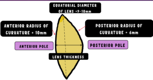 Anatomy of Lens Made Easy - INSIGHT OPHTHALMOLOGY