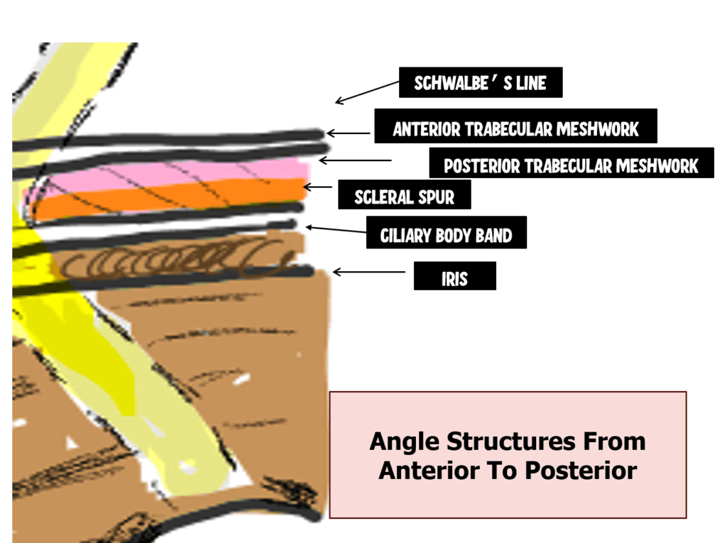 Anatomy Of Angle and Anterior Chamber of Eye - INSIGHT OPHTHALMOLOGY