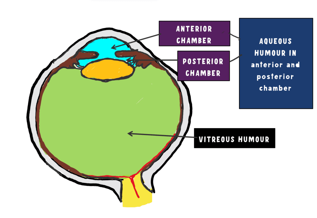Anatomy Of Angle and Anterior Chamber of Eye - INSIGHT OPHTHALMOLOGY