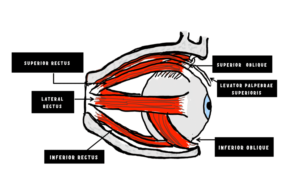 Anatomy Of Extraocular Muscles (EOM): comprehensive Guide - INSIGHT ...