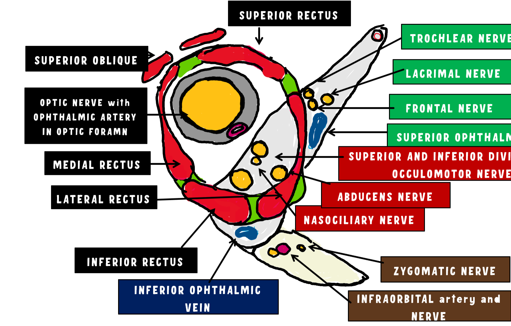 Anatomy Of Extraocular Muscles (EOM): comprehensive Guide - INSIGHT ...