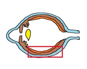 Anatomy Of Choroid - INSIGHT OPHTHALMOLOGY