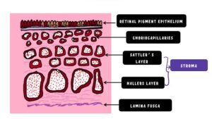 Anatomy Of Choroid - INSIGHT OPHTHALMOLOGY
