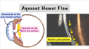 Aqueous Humor Outflow: Drainage Pathways, Resistance & Regulation ...