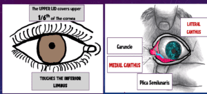 Anatomy of Eyelid Made Easy - INSIGHT OPHTHALMOLOGY