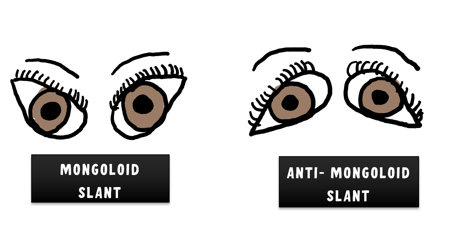 Anatomy of Eyelid Made Easy - INSIGHT OPHTHALMOLOGY