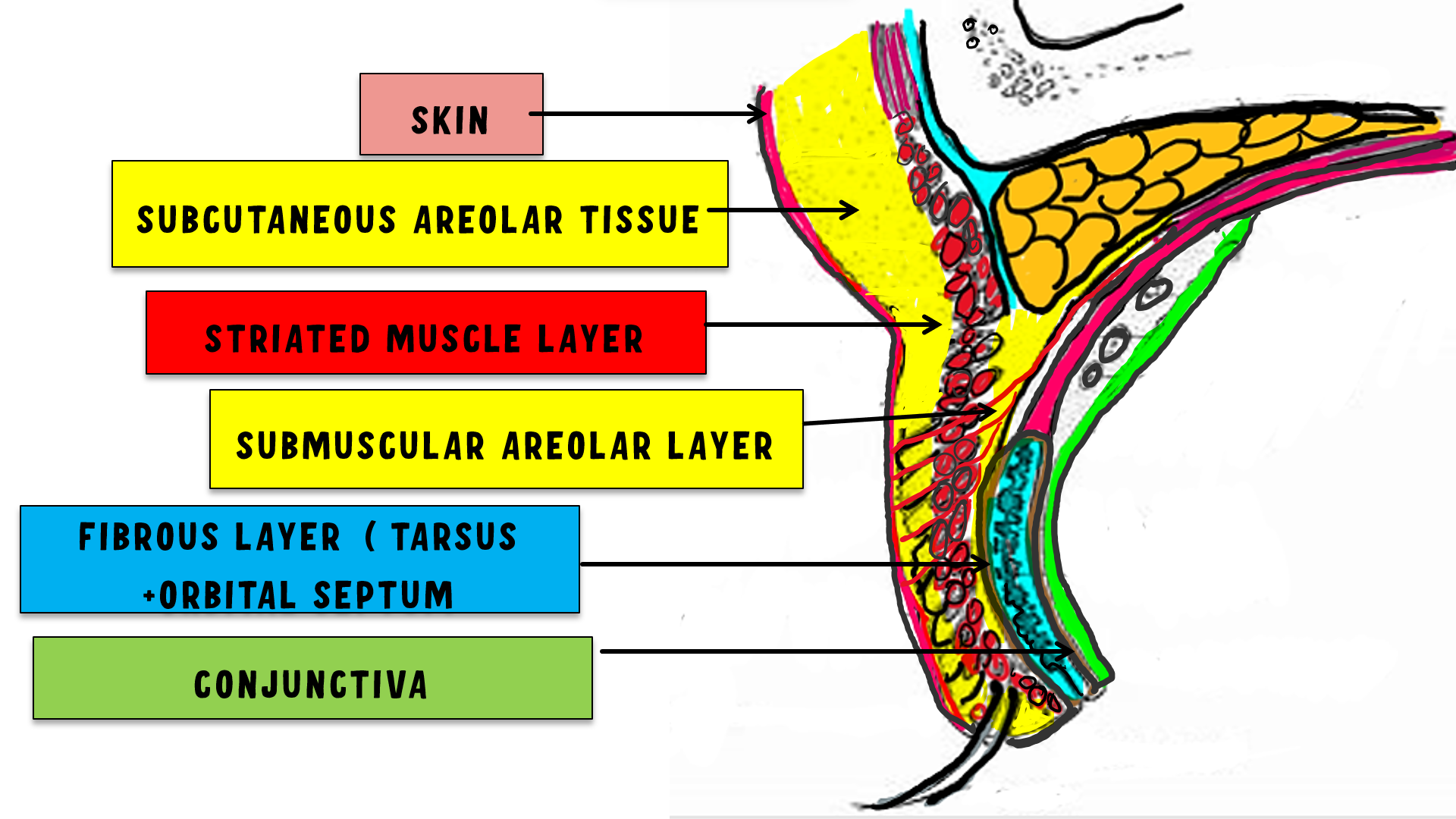 Anatomy of Eyelid Made Easy - INSIGHT OPHTHALMOLOGY