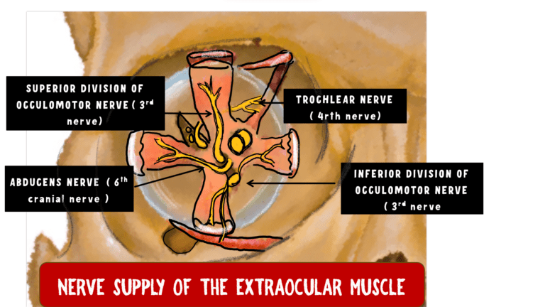 Anatomy Of Extraocular Muscles (EOM): comprehensive Guide - INSIGHT ...
