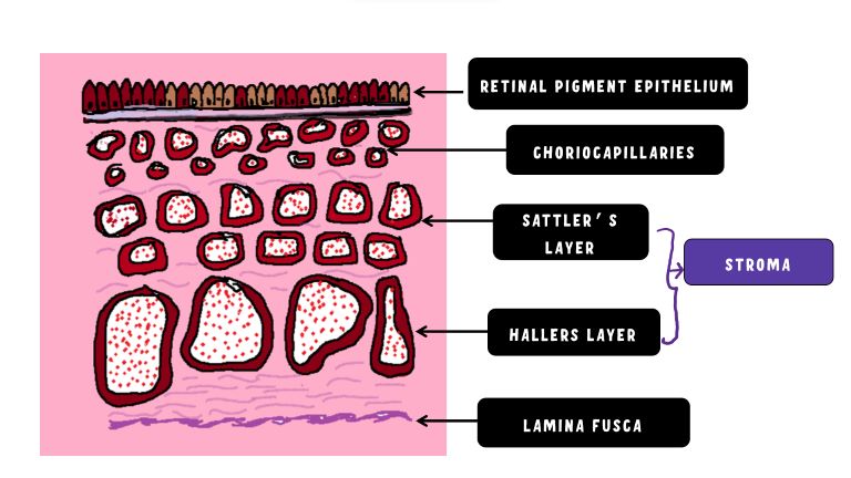 Anatomy Of Choroid - INSIGHT OPHTHALMOLOGY